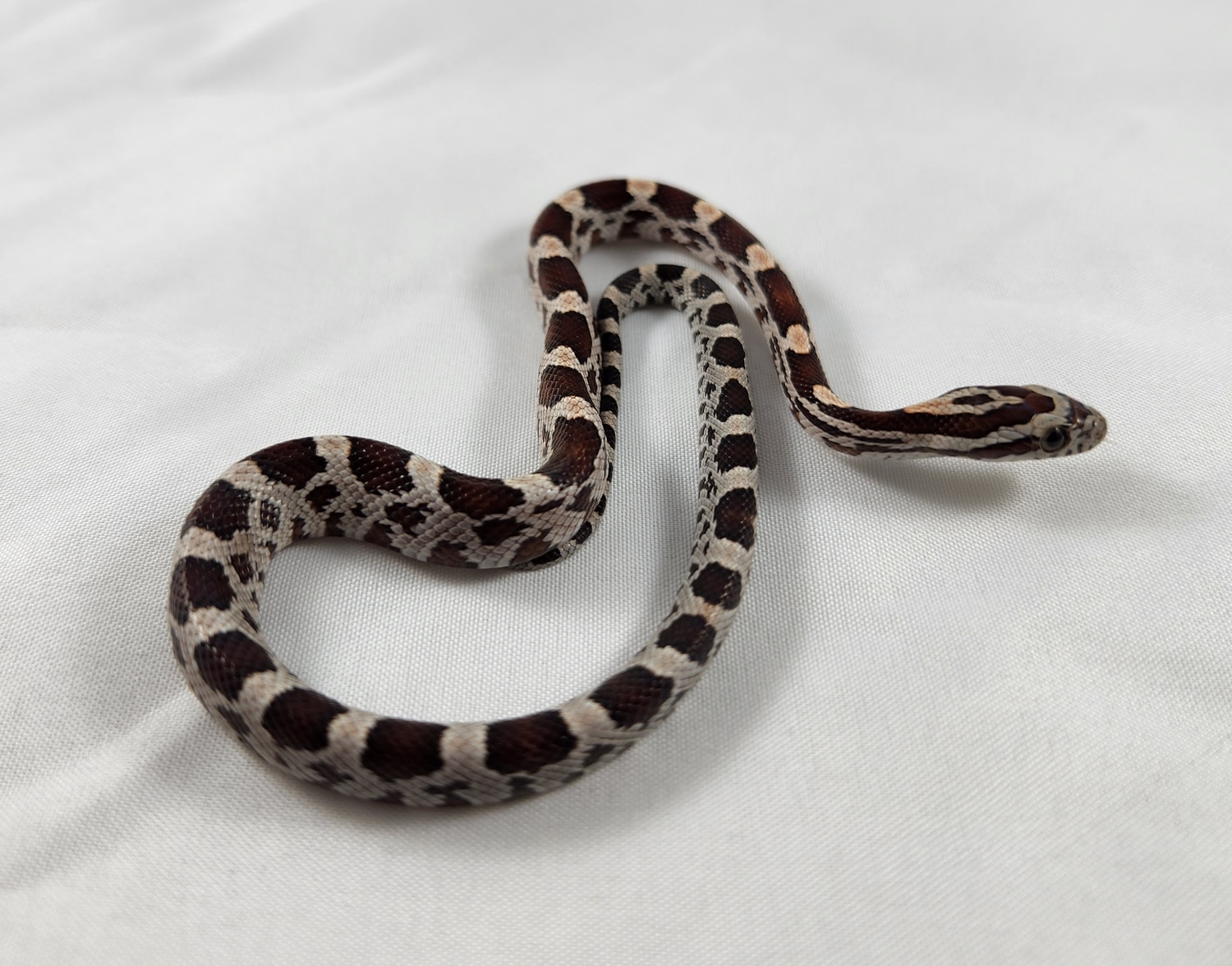 Het Sunkissed Ultramel Anery Hypo Ph Charcoal Corn Snake by Enterprise ...