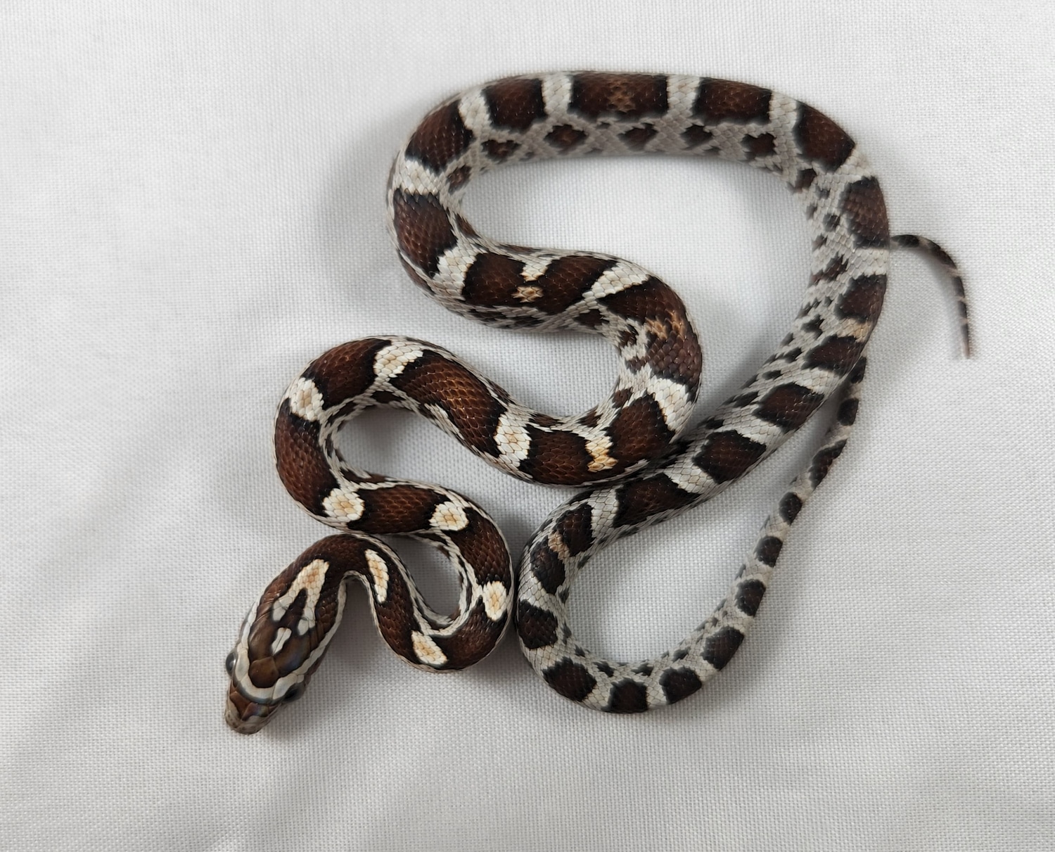 Buf Het Sunkissed Hypo Ultramel Anery Ph Charcoal Corn Snake by ...