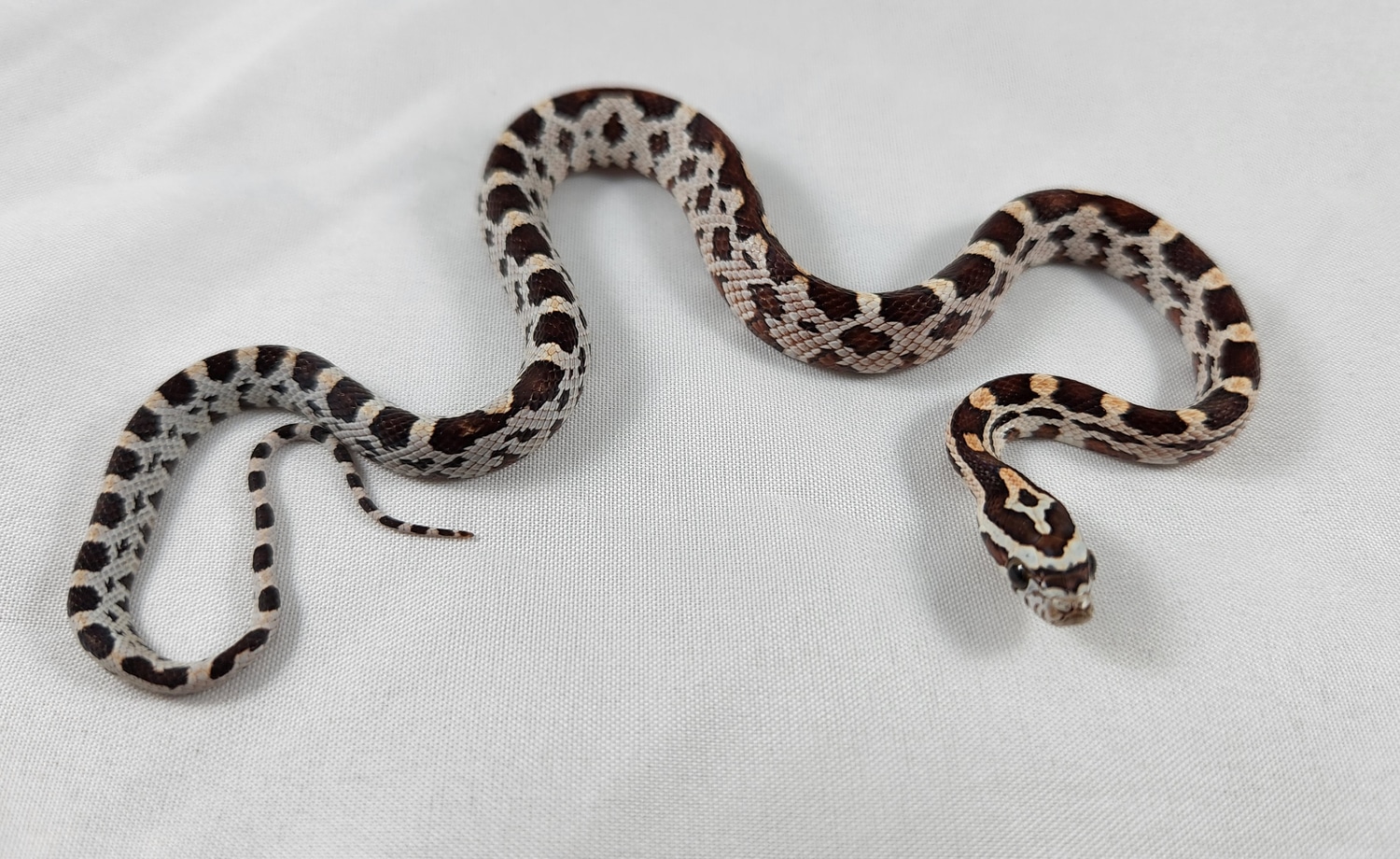 Het Sunkissed Ultramel Anery Hypo Ph Charcoal Corn Snake by Enterprise ...