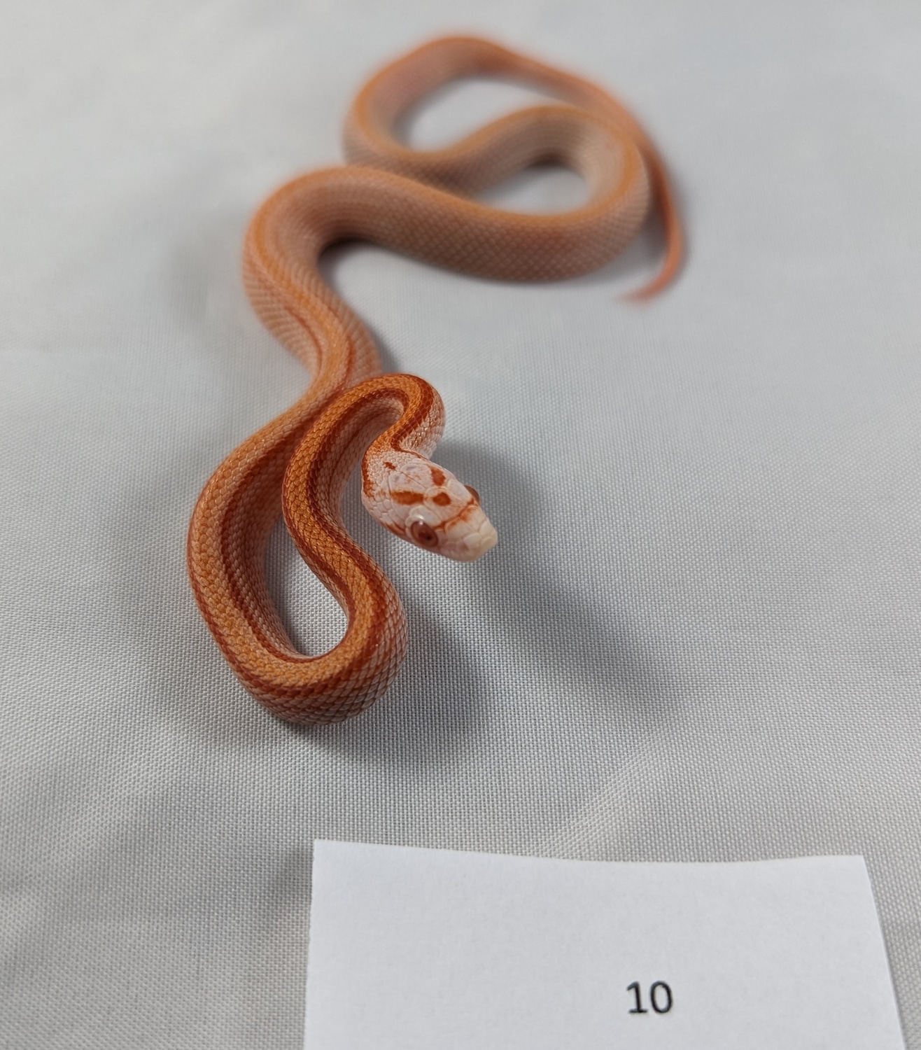 Fire Stripe Het Hypo Corn Snake by Enterprise Snakes - MorphMarket