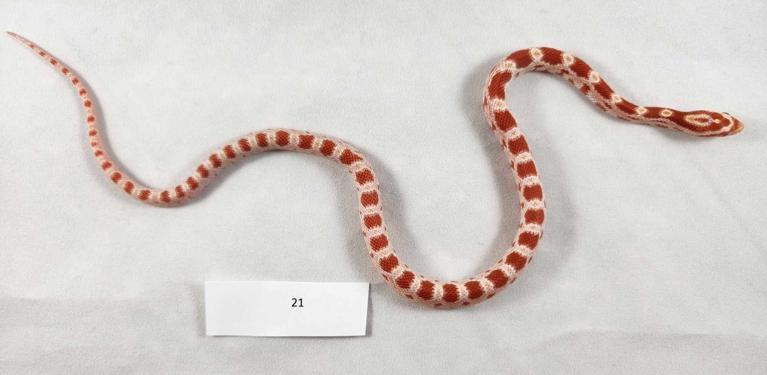 Amel Het Lava Cinder Anery Motley Corn Snake by Enterprise Snakes ...