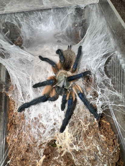 M. Balfouri Tarantula by Enterprise Exotics