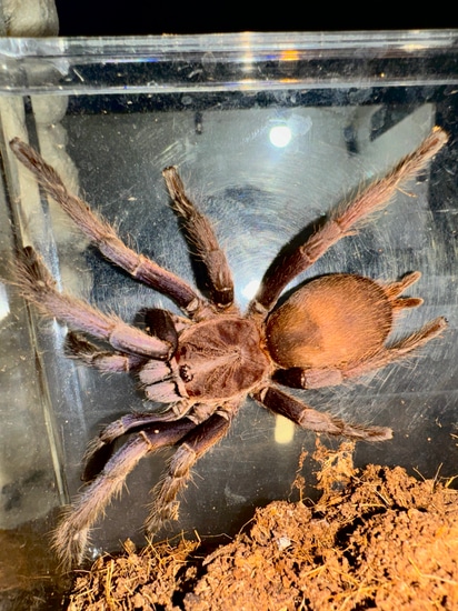 C. Dyscolus Tarantula by Enterprise Exotics