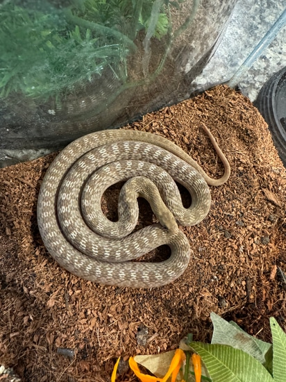 African Egg Eater More Colubrid by Enterprise Exotics