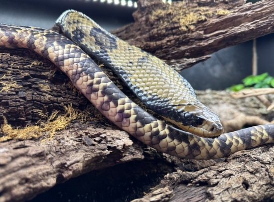 False Water Cobra by Enterprise Exotics