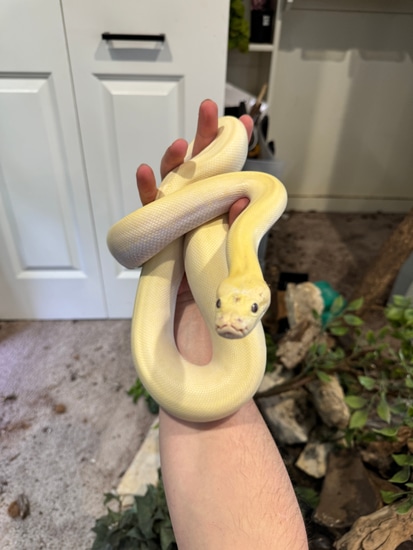 2024 Ivory Burmese Python by Enterprise Exotics
