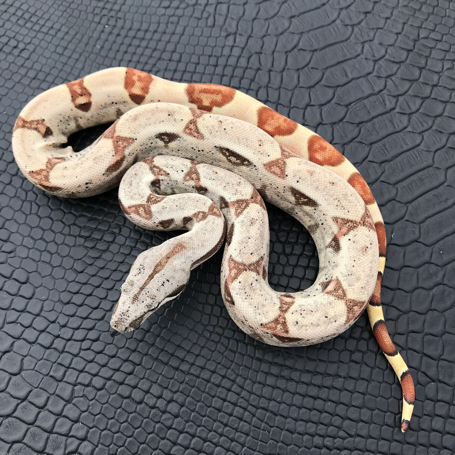 Possible Super Hypo Possible Jungle 100% Het Kahl Albino Boa ...