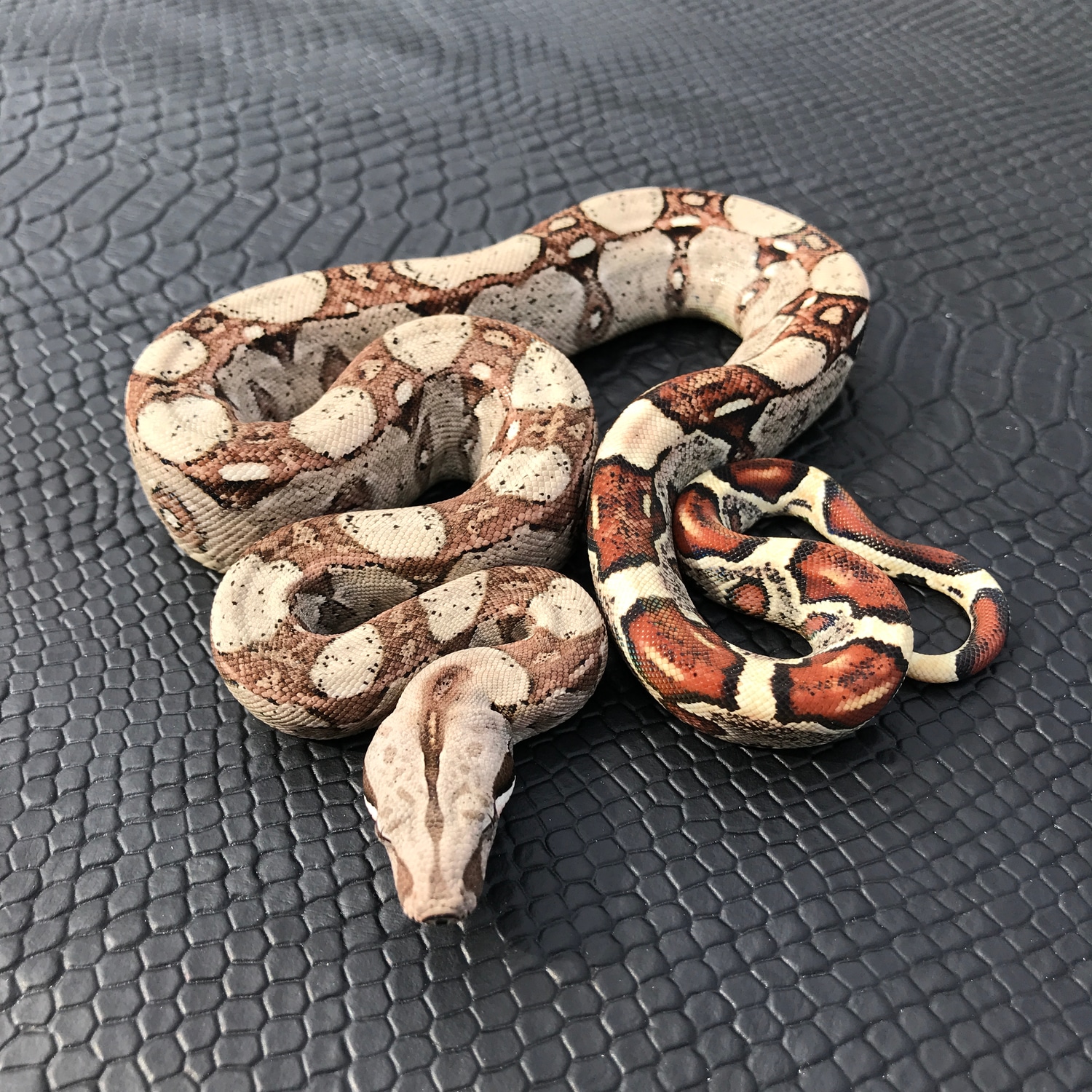 1.0 100% Het Sharp Albino Boa Constrictor by Boas Abound - MorphMarket