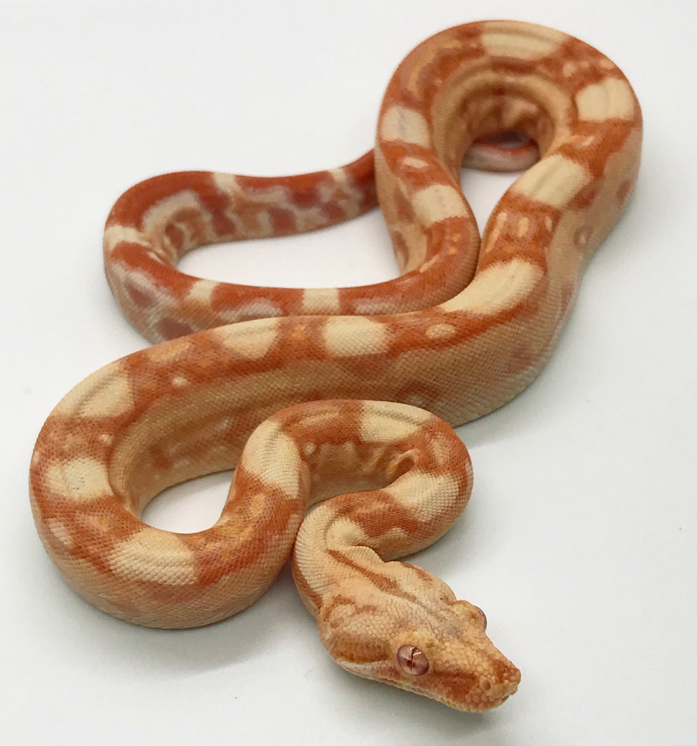 Aztec Motley Sunglow Boa Constrictor by Boas Abound - MorphMarket