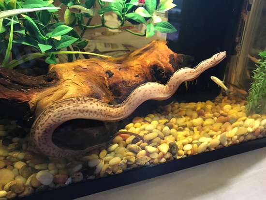 Fully Aquatic Elephant Trunk Snake Water Snake by Boas Abound