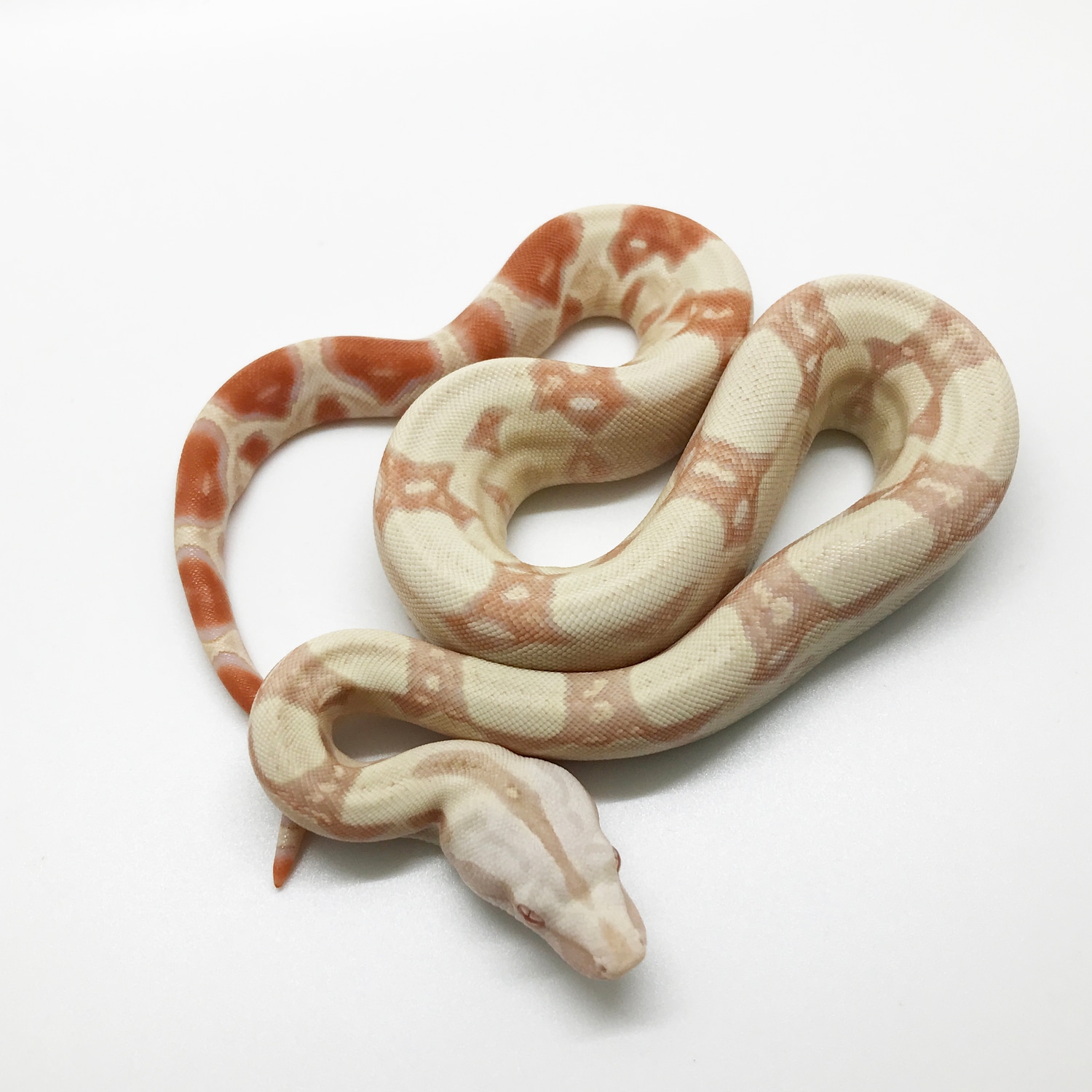Kahl Albino Jungle Boa Constrictor by Boas Abound - MorphMarket