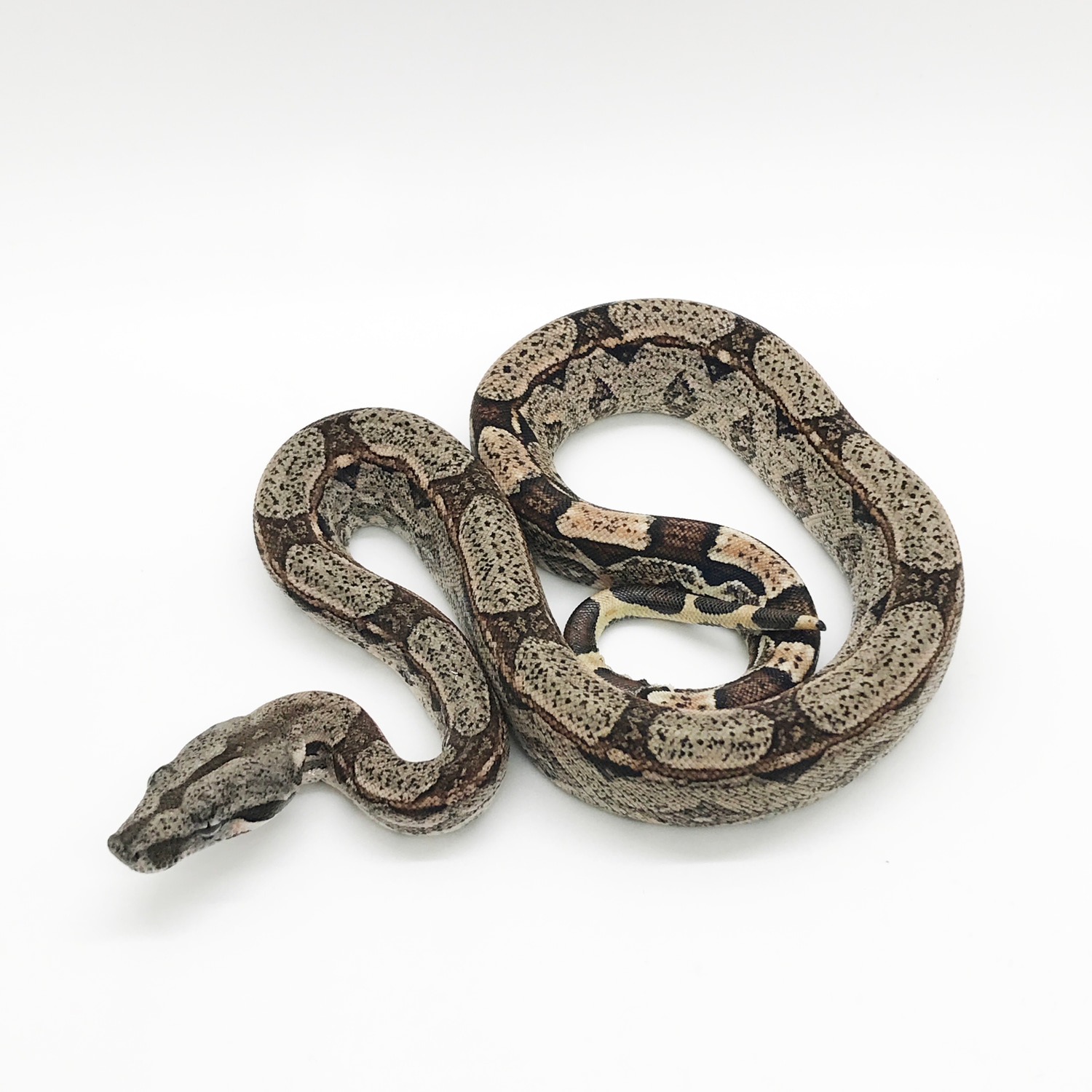 Arabesque Het Kahl Albino Boa Constrictor by Boas Abound - MorphMarket