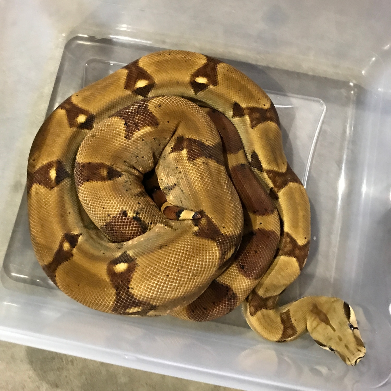 Hypo Pos Jungle Dh VPI Snow Boa Constrictor by Boas Abound - MorphMarket
