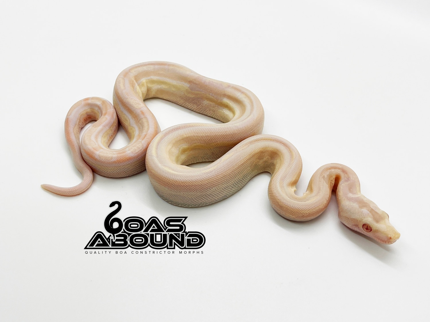 Kahl Lipstick Albino Motley Arabesque Boa Constrictor by Boas Abound ...