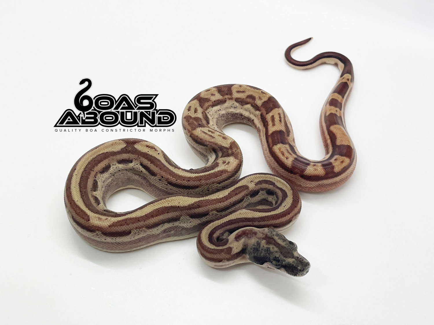 Hypo Motley Arabesque Het Kahl Lipstick Albino Boa Constrictor by Boas ...
