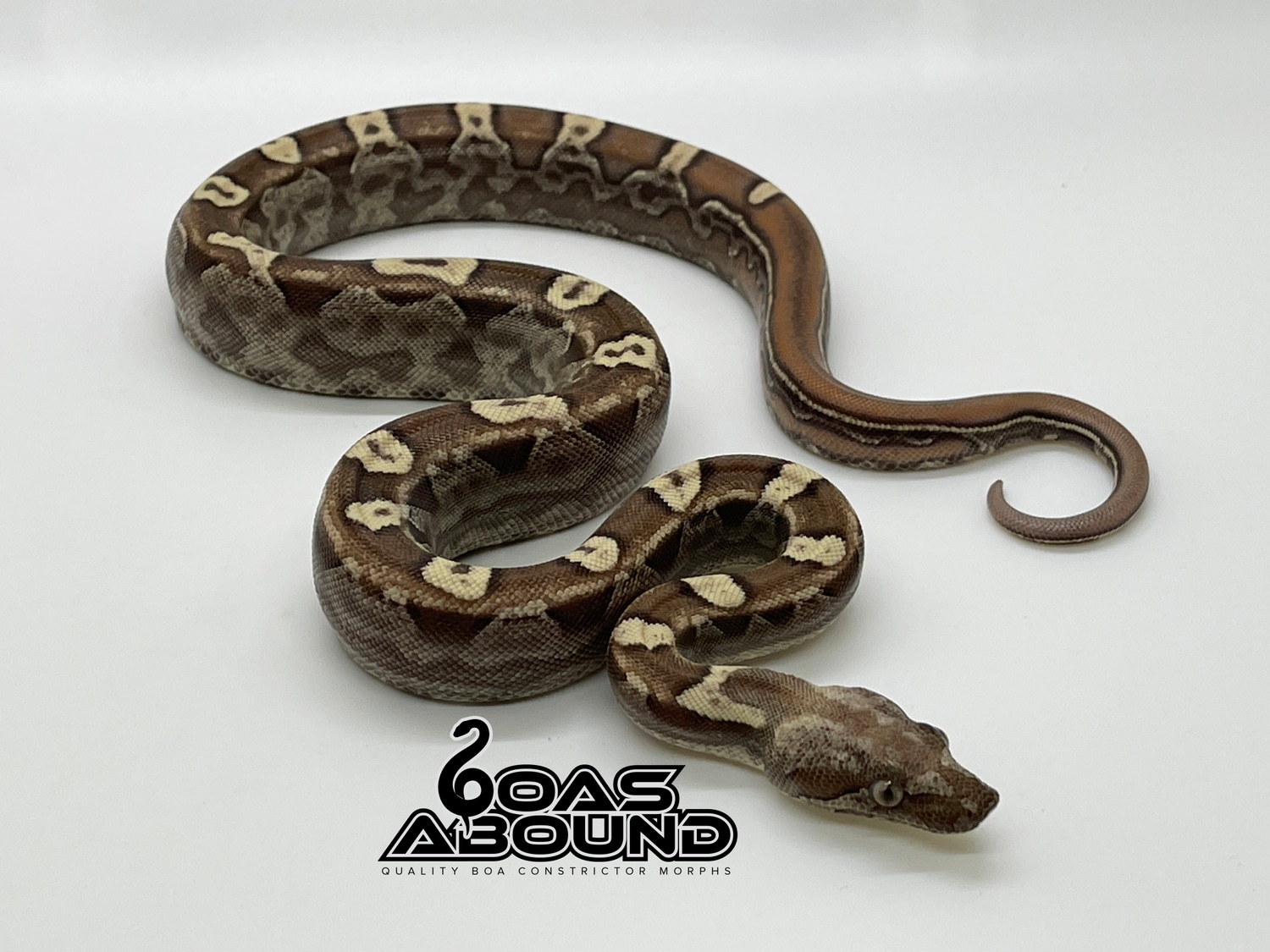 IMG Motley Jungle Pink Panther VPI Ph Blood Boa Constrictor by Boas Abound - MorphMarket