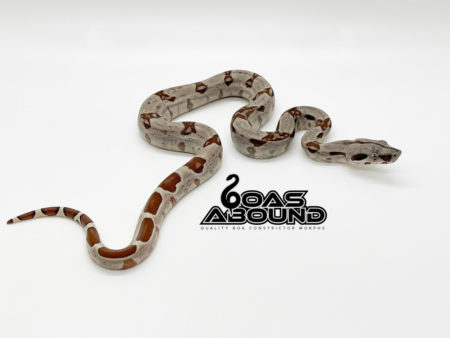 Pos Super Hypo Jungle Key West 66% Het Kahl Boa Constrictor by Boas ...