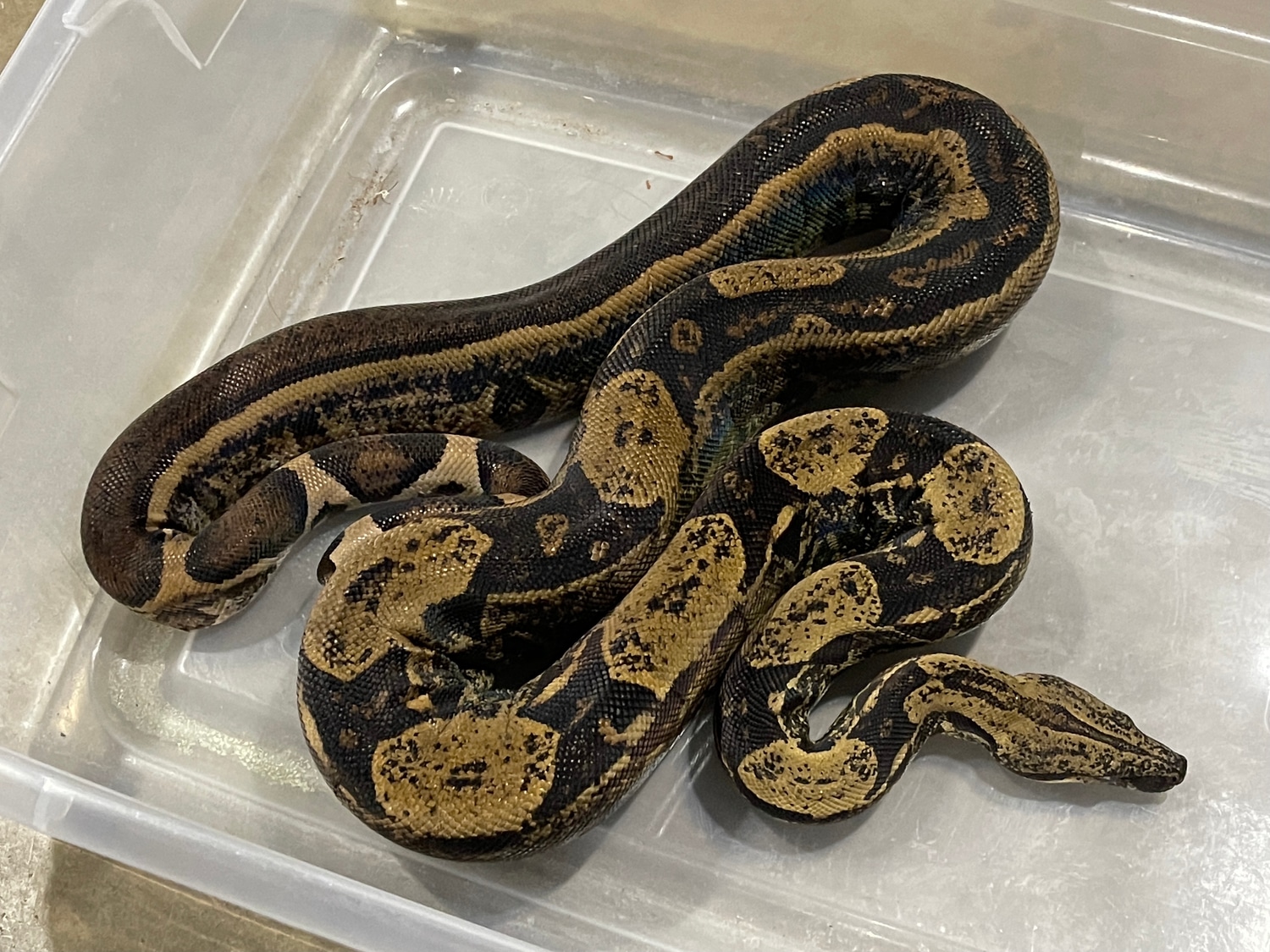 IMG Ghost Boa Constrictor by Boas Abound - MorphMarket