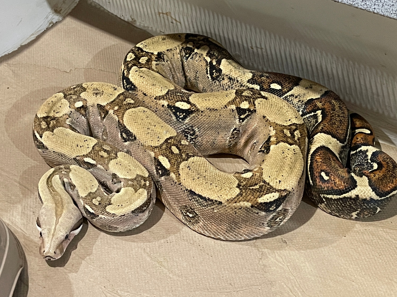Flamingo Pastel Het VPI T+ Albino Boa Constrictor by Boas Abound ...