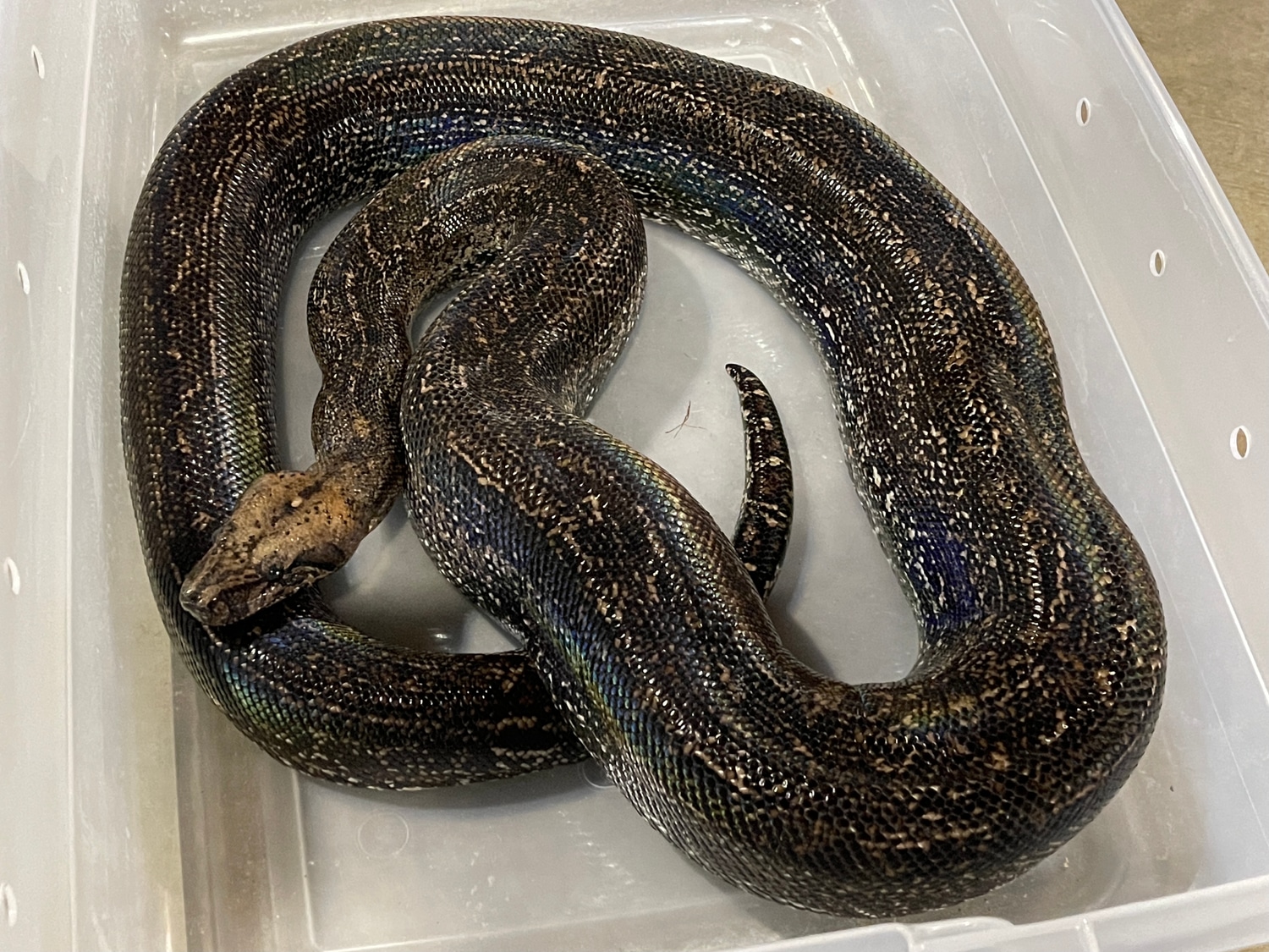 Leopard Boa Constrictor by Boas Abound - MorphMarket