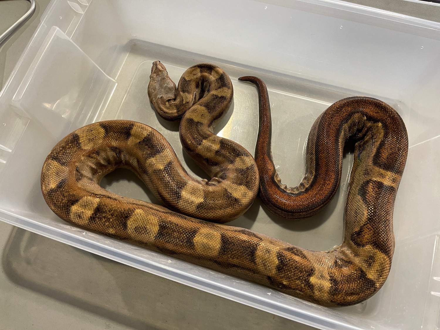 RC Pastel Motley Boa Constrictor by Boas Abound - MorphMarket