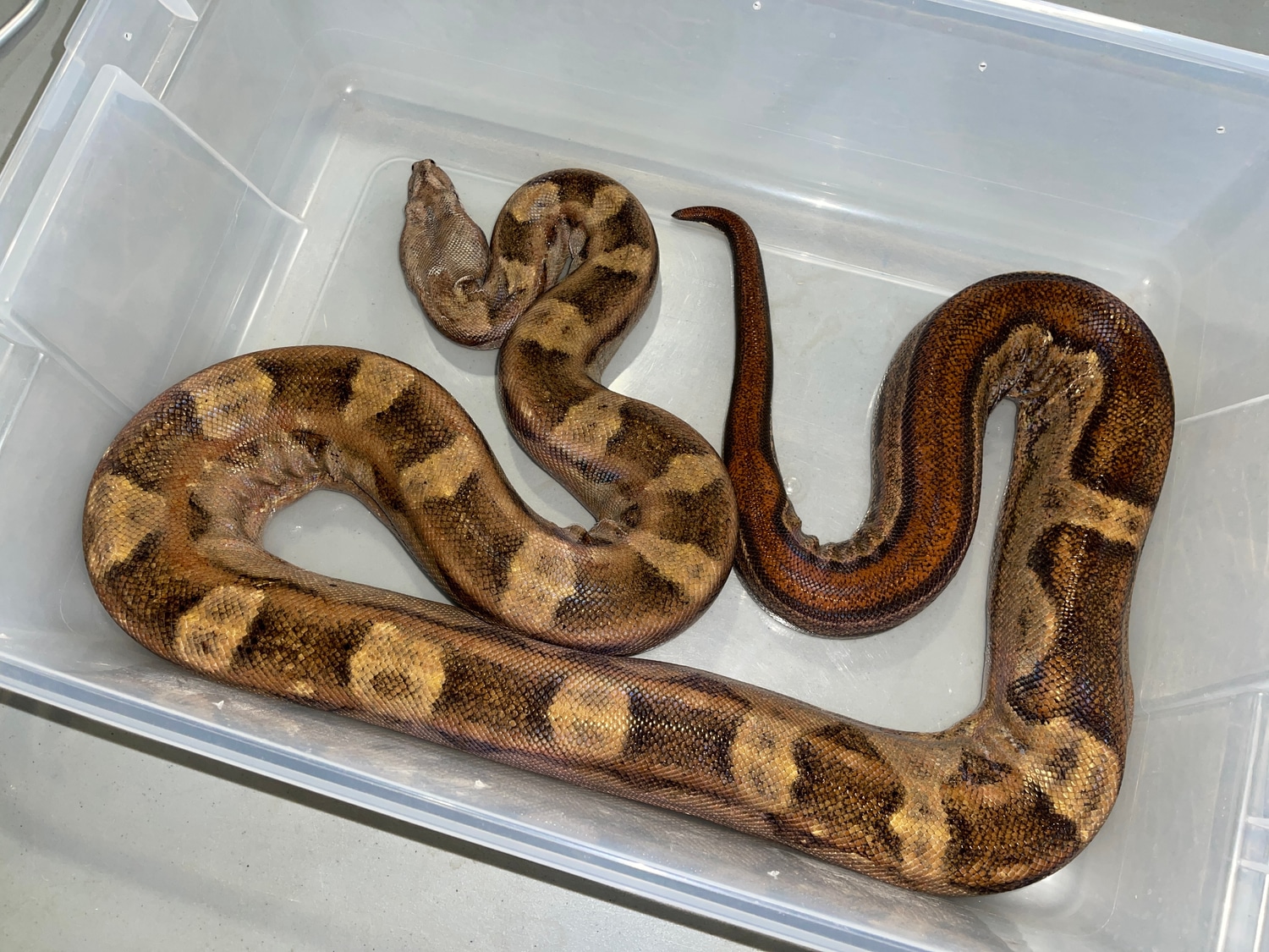RC Pastel Motley Boa Constrictor by Boas Abound - MorphMarket