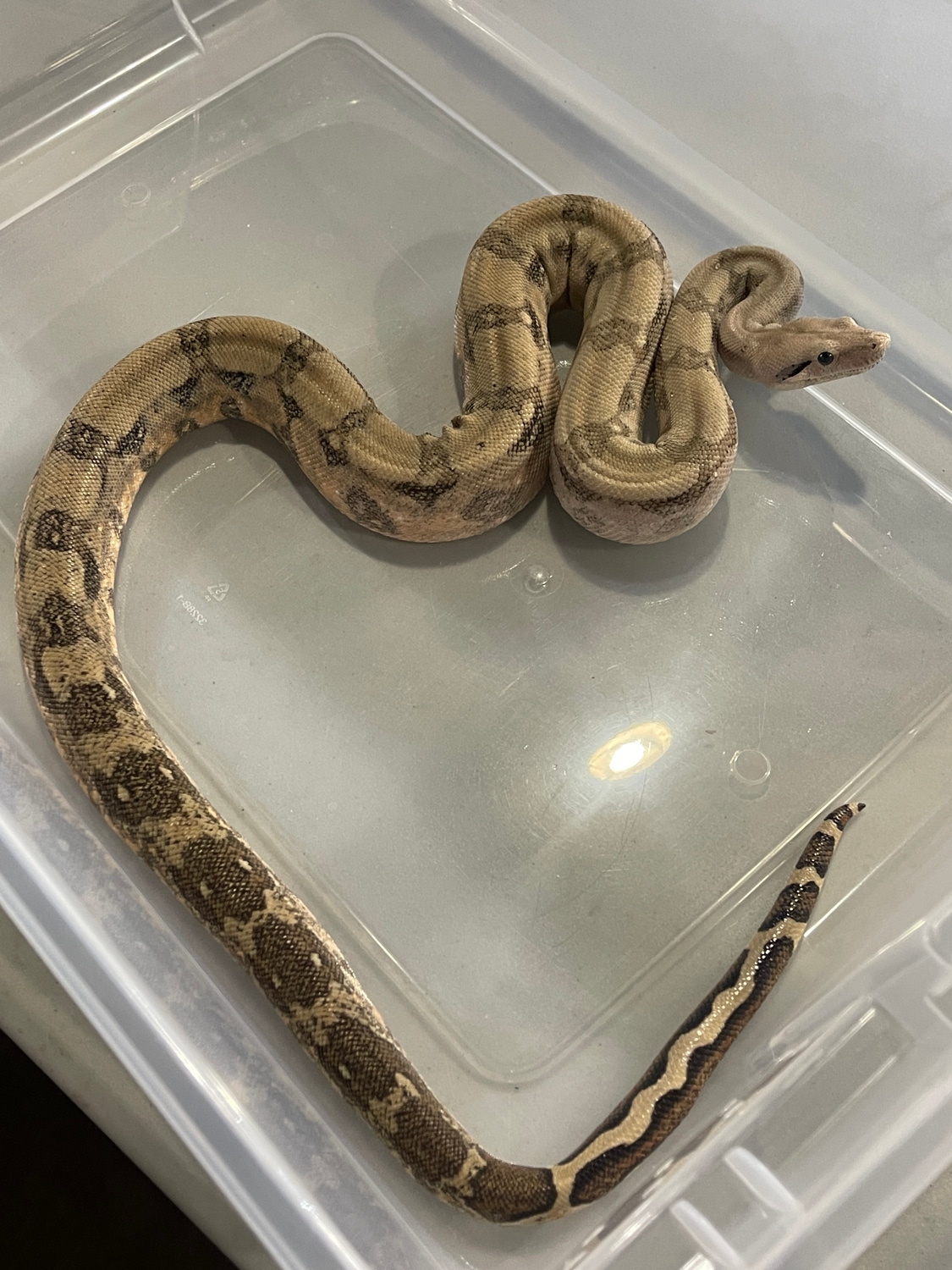 Fire Boa Constrictor by Boas Abound - MorphMarket