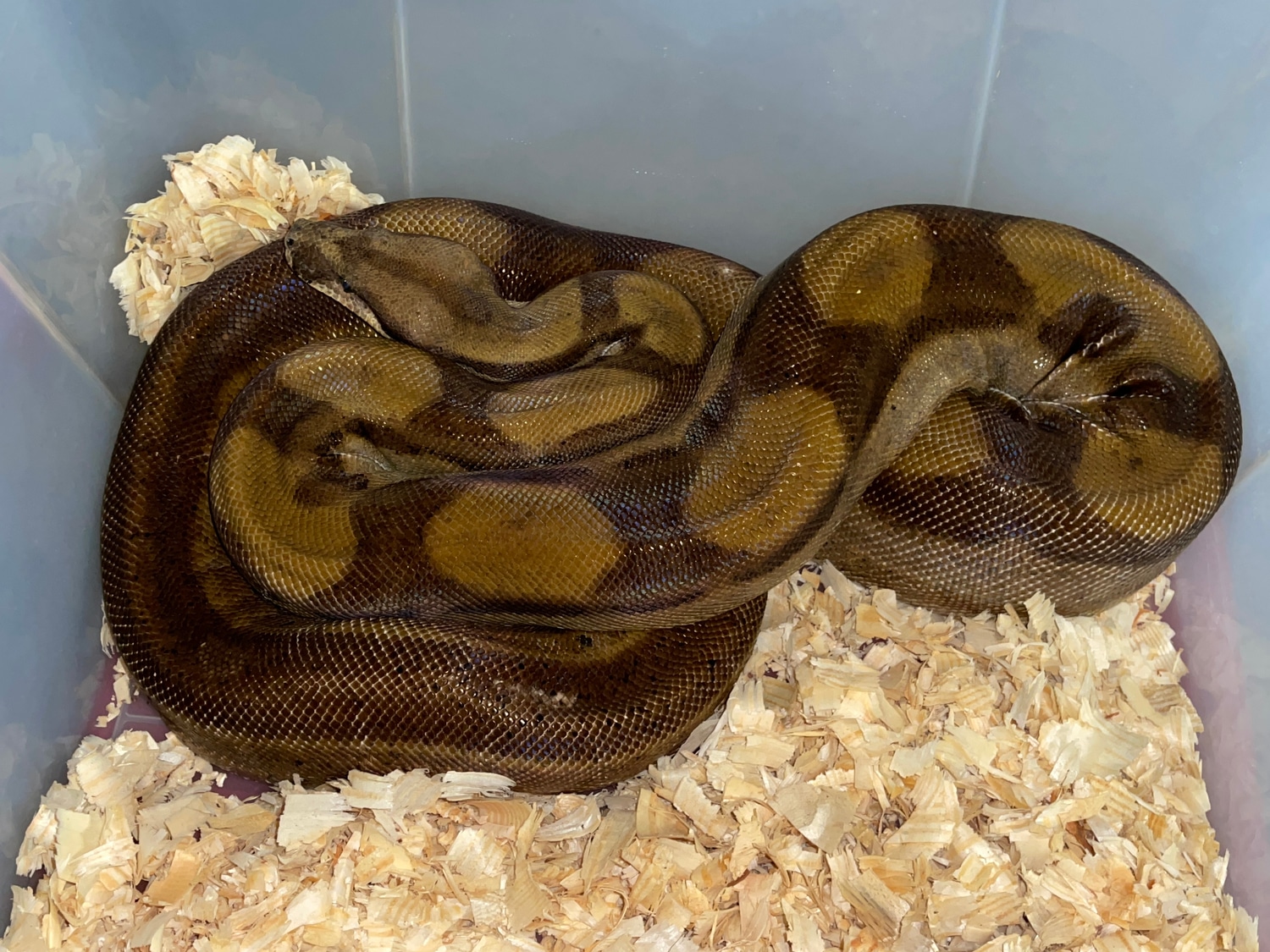 Lipstick Hypo Motley Jungle Het Kahl Albino Boa Constrictor by Boas ...