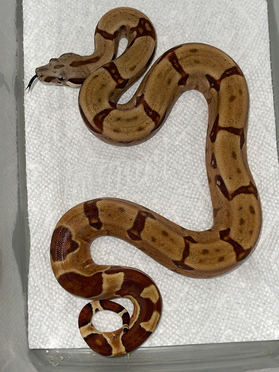 Lipstick Pos Super Hypo Jungle Het Kahl Boa Constrictor by Boas Abound ...