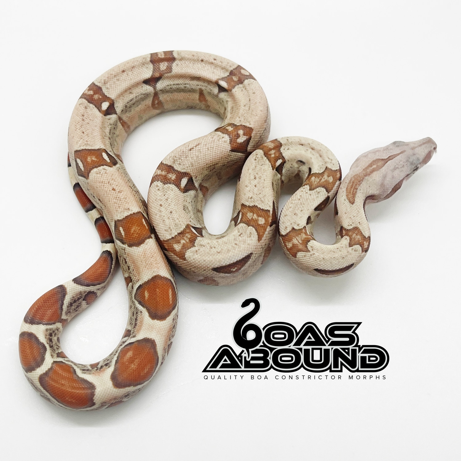 Pink Panther VPI Pos Jungle Boa Constrictor by Boas Abound - MorphMarket