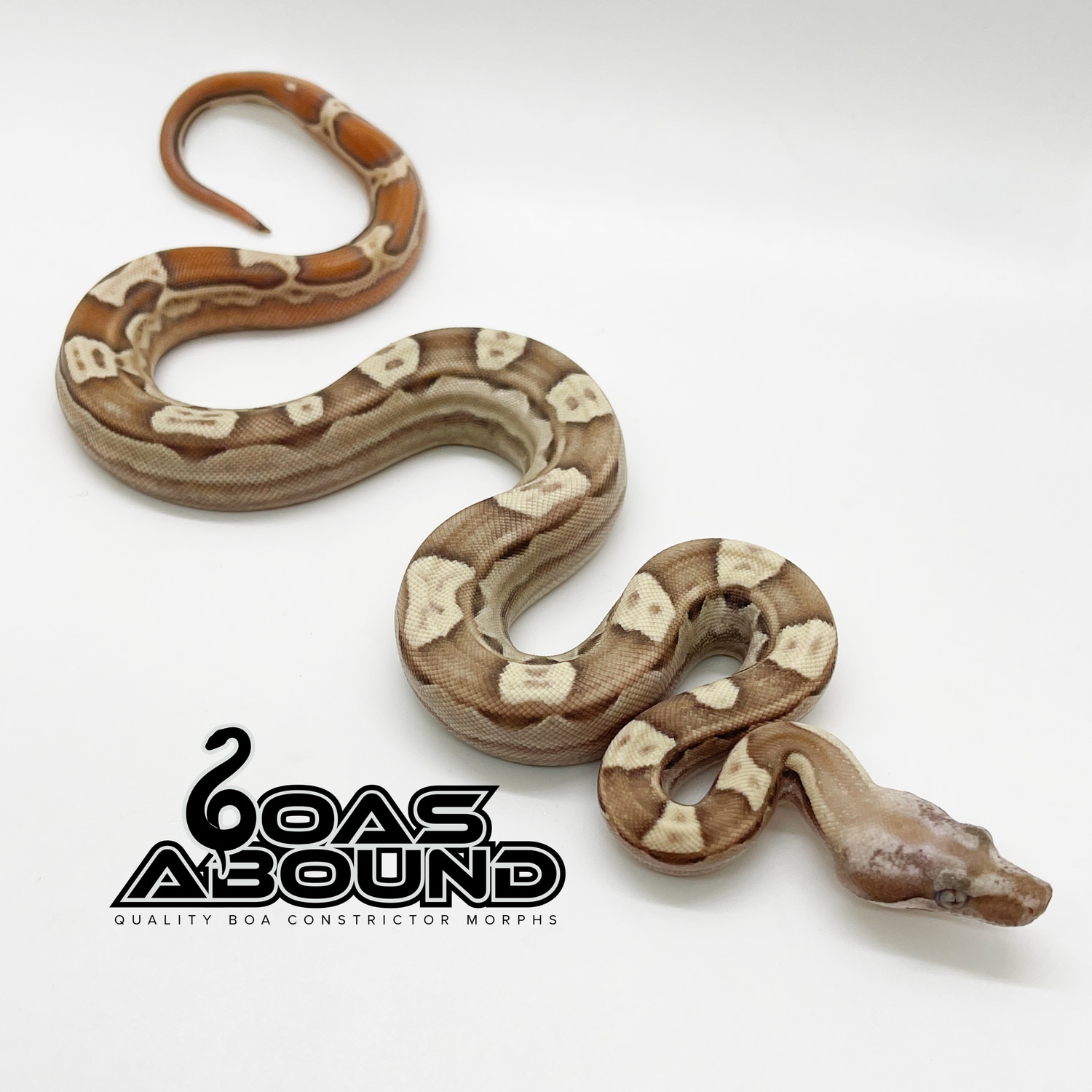 Pink Panther VPI Motley Boa Constrictor by Boas Abound - MorphMarket
