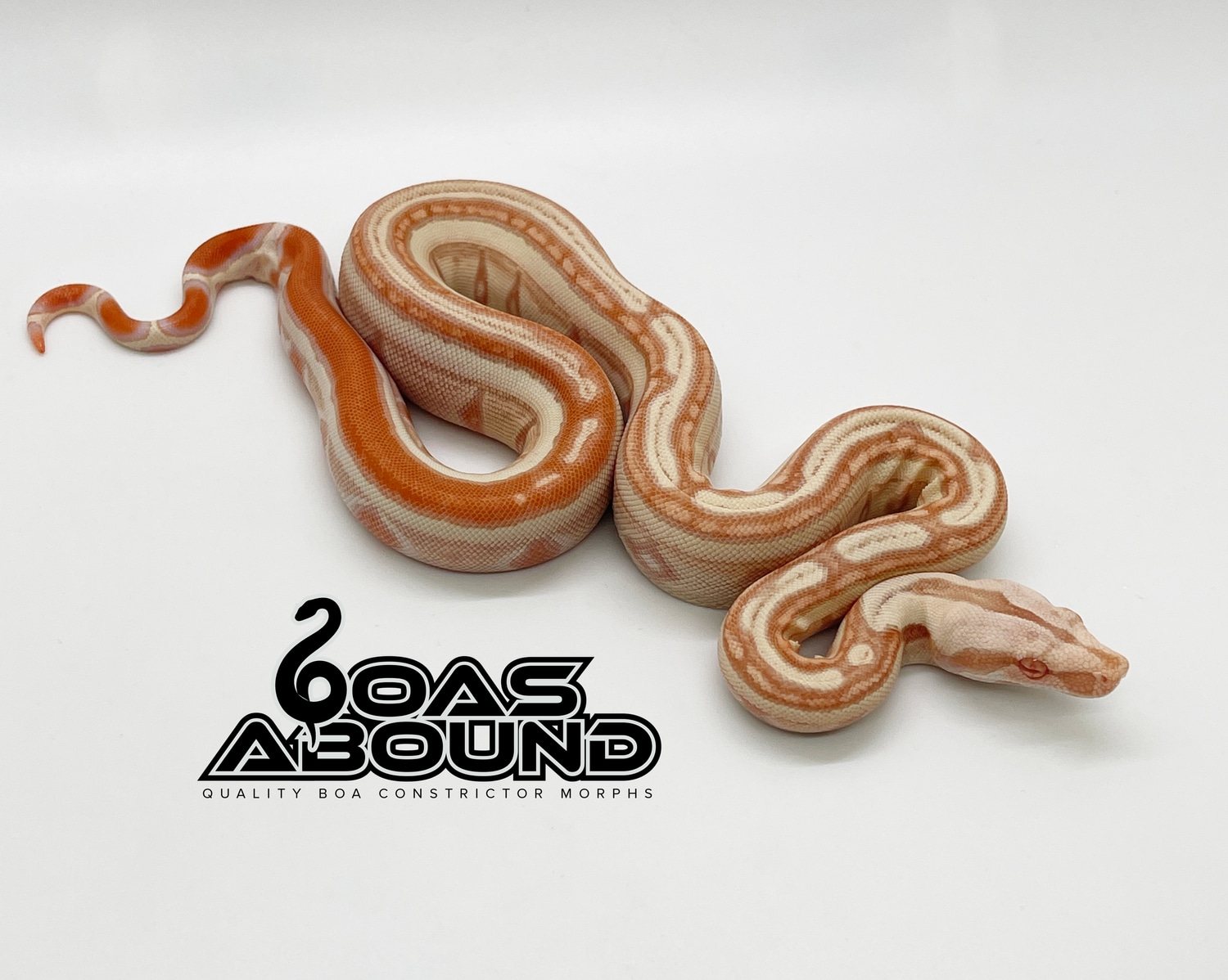 Lipstick Albino Jungle Boa Constrictor by Boas Abound - MorphMarket