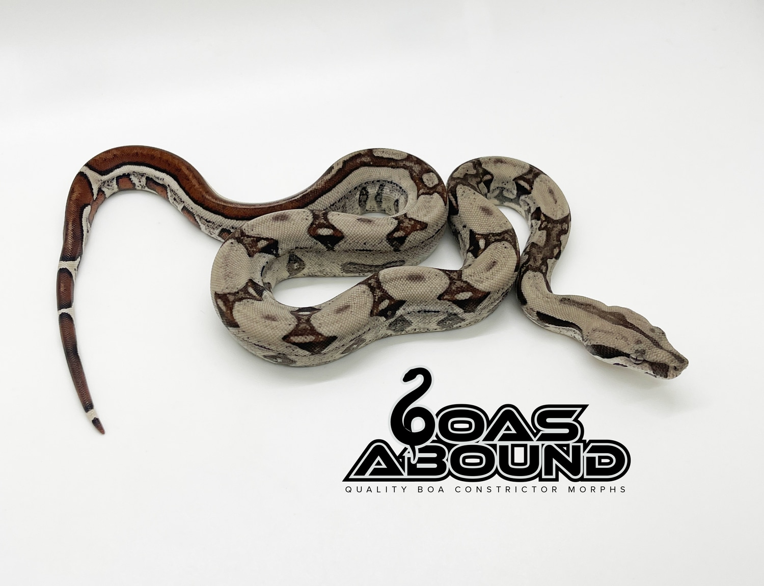 Lipstick Jungle Het Albino Boa Constrictor by Boas Abound - MorphMarket