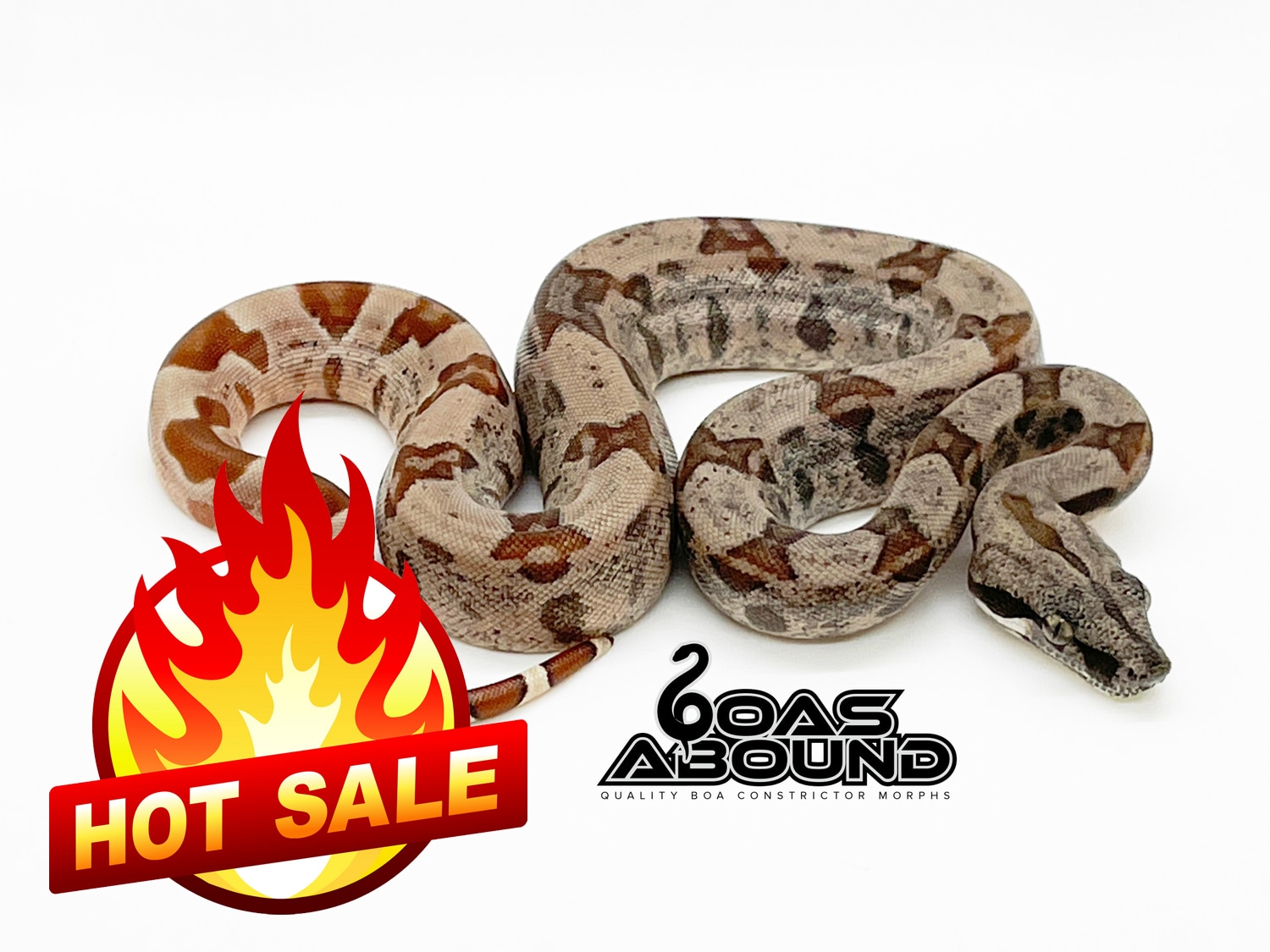 Pos Super Hypo Key West Pos Jungle 66% Het Kahl Boa Constrictor by Boas ...