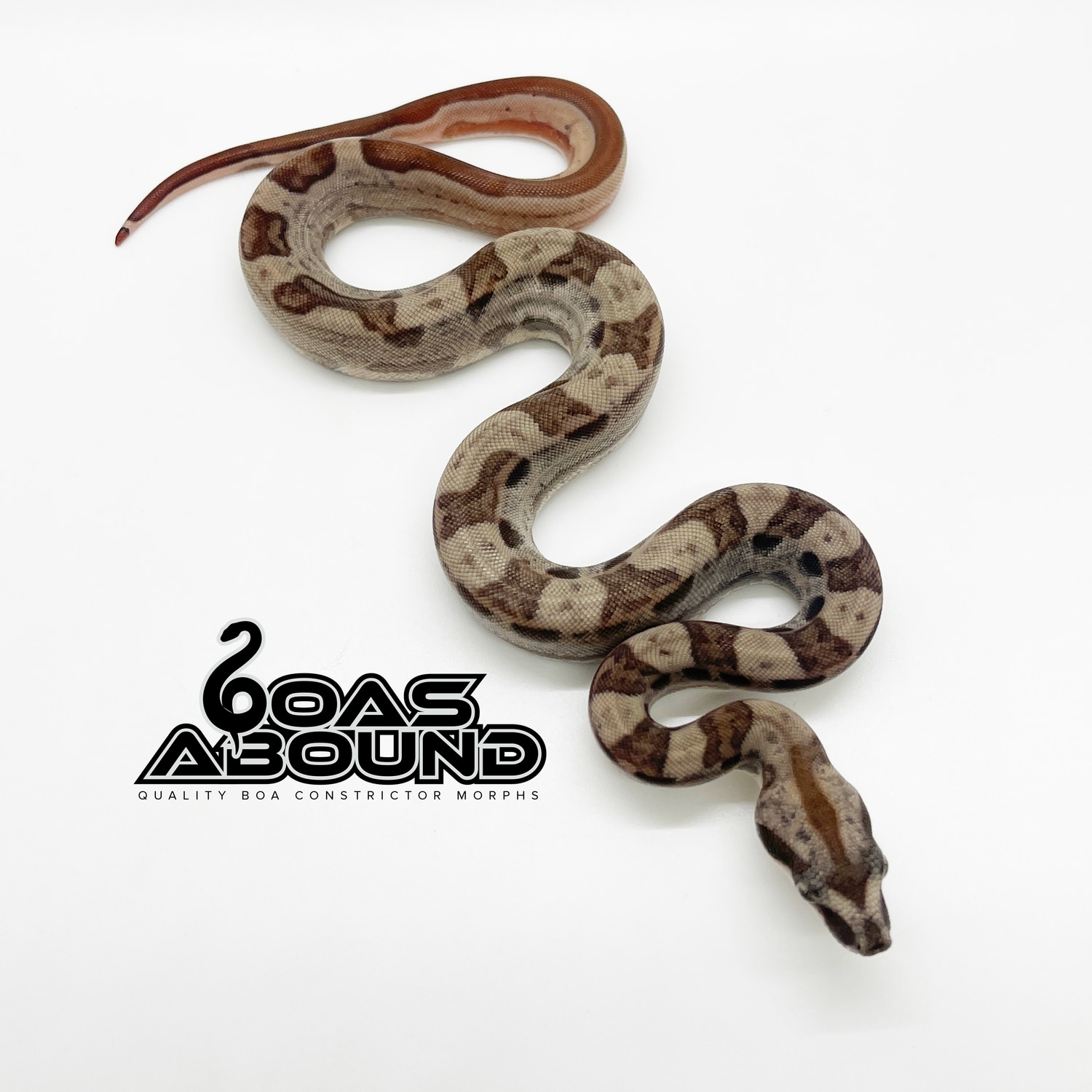 Hypo Motley Het Lipstick Albino Boa Constrictor by Boas Abound ...