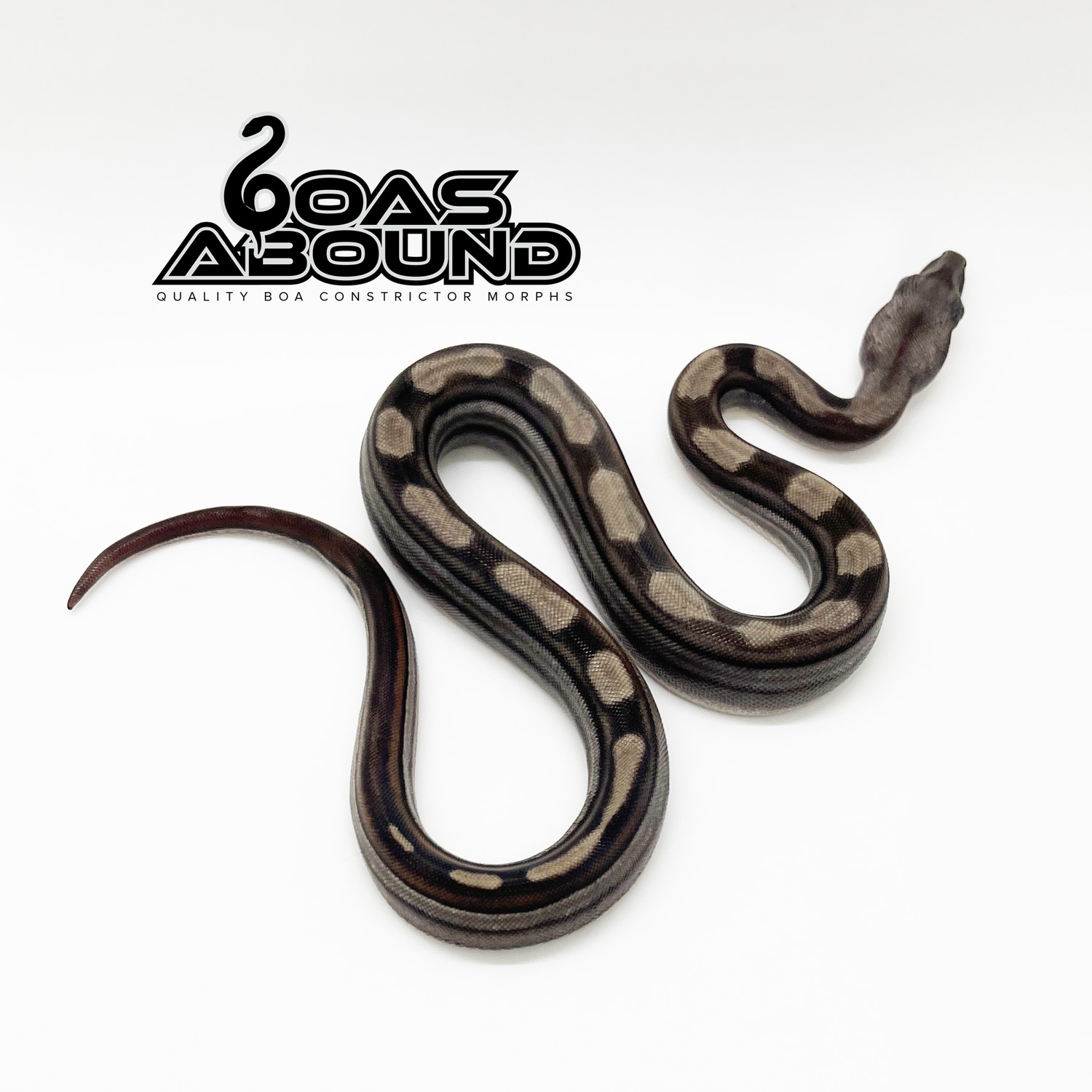 Motley Key West Het Lipstick Albino Boa Constrictor by Boas Abound ...