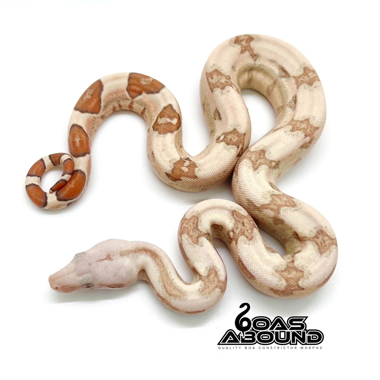 Pink Panther VPI Fire Boa Constrictor by Boas Abound - MorphMarket