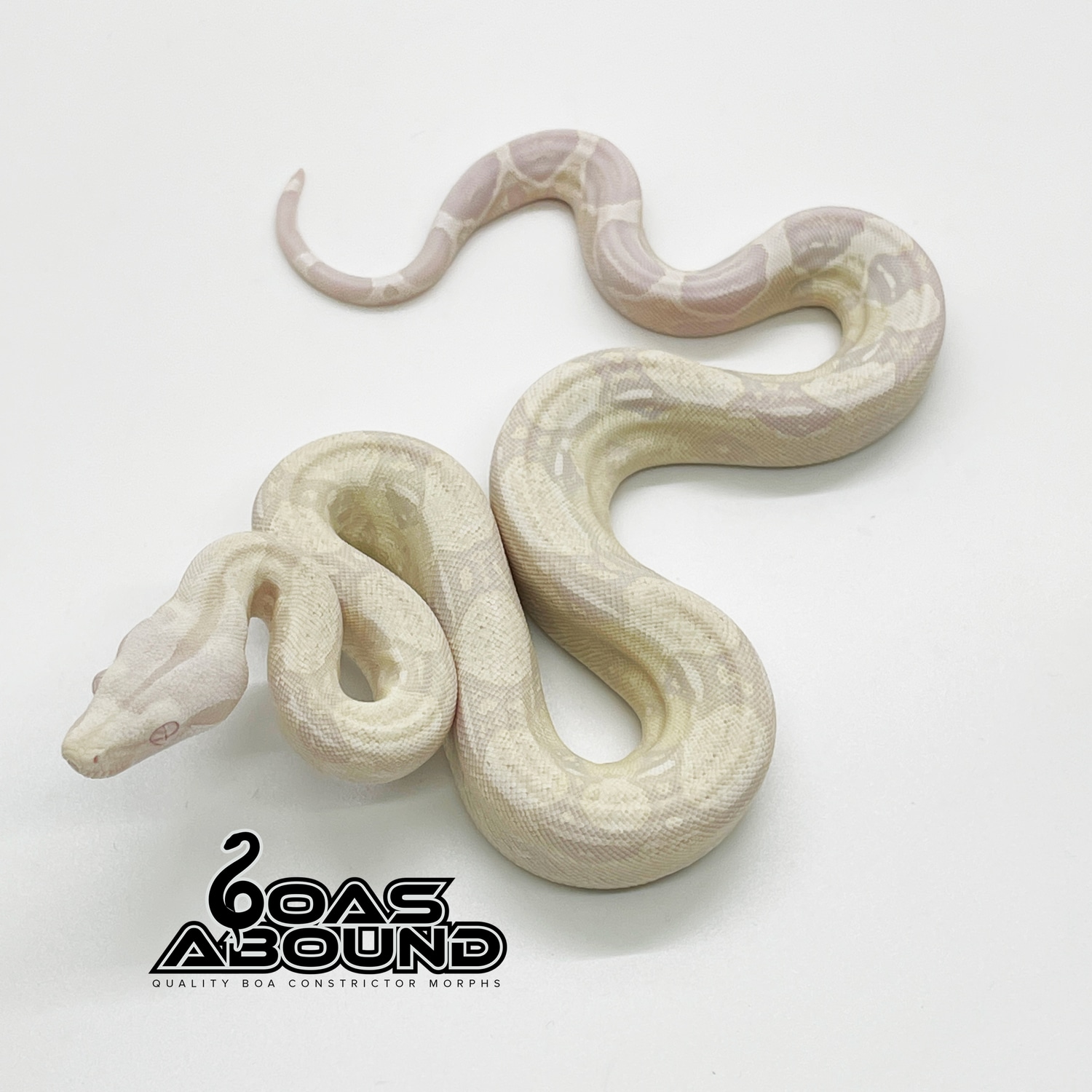 Snow Boa Constrictor by Boas Abound - MorphMarket