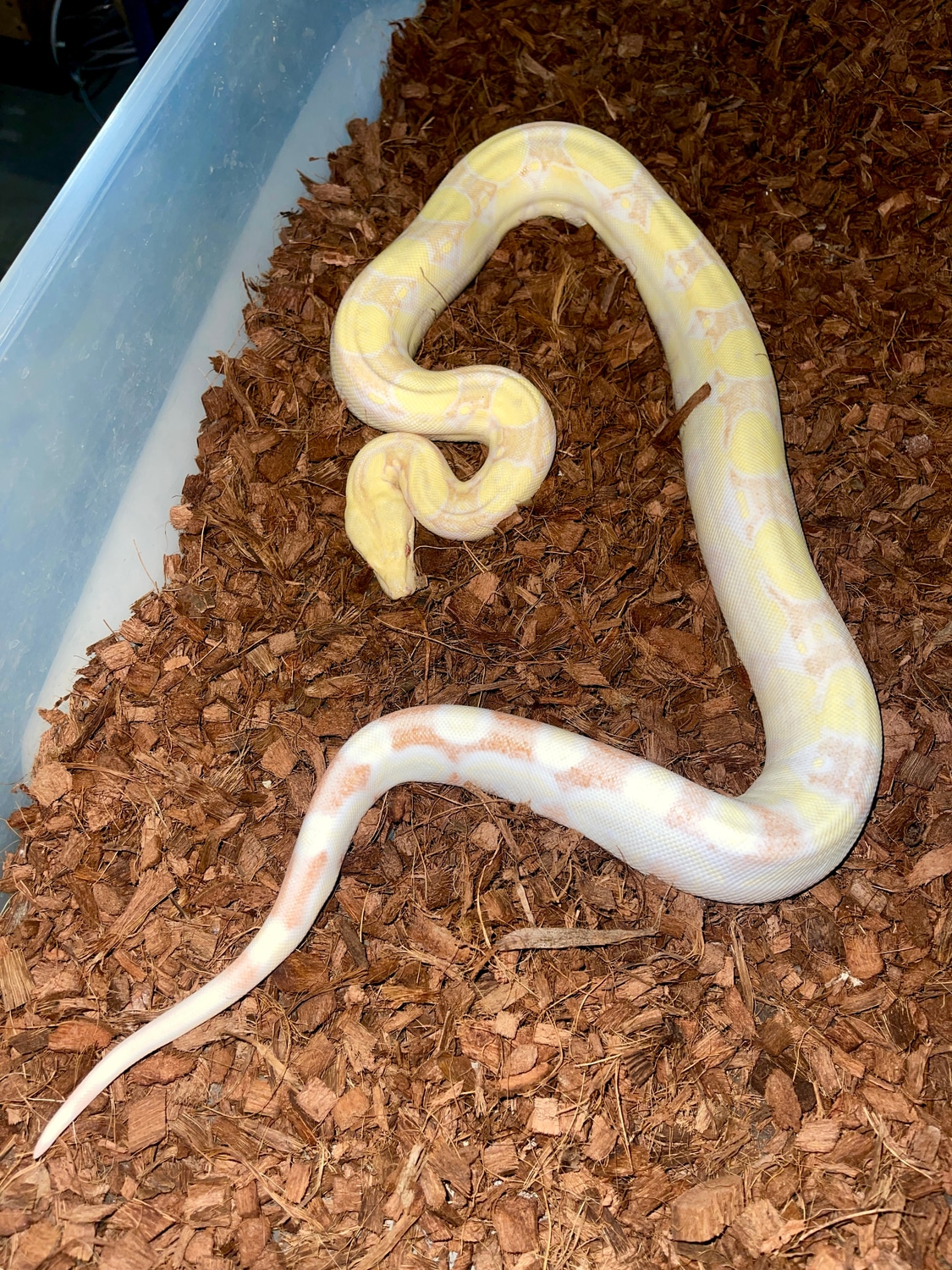 IMG Albino Boa Constrictor by Boas Abound - MorphMarket