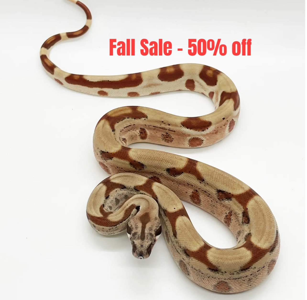 Lipstick Pos Super Hypo Jungle Het Kahl Boa Constrictor by Boas Abound - MorphMarket