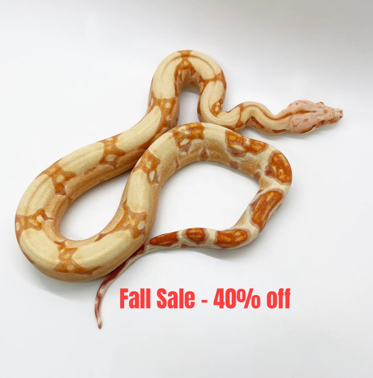 Lipstick Albino Jungle Boa Constrictor by Boas Abound - MorphMarket