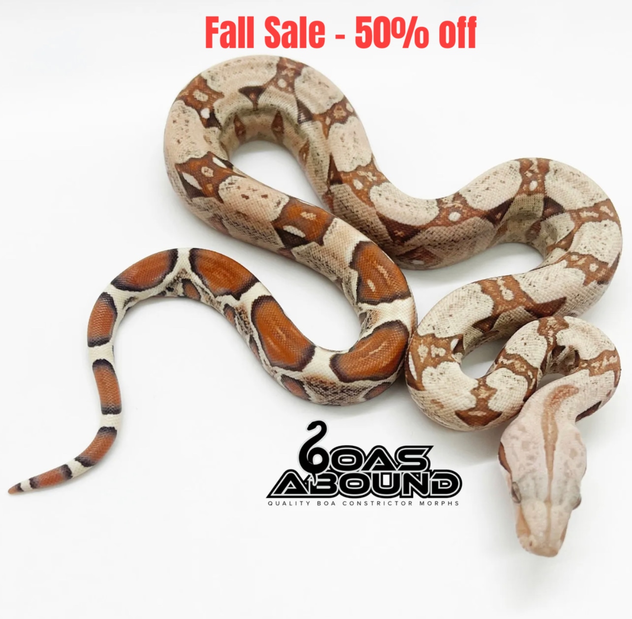 Pink Panther VPI Pos Jungle Boa Constrictor by Boas Abound - MorphMarket