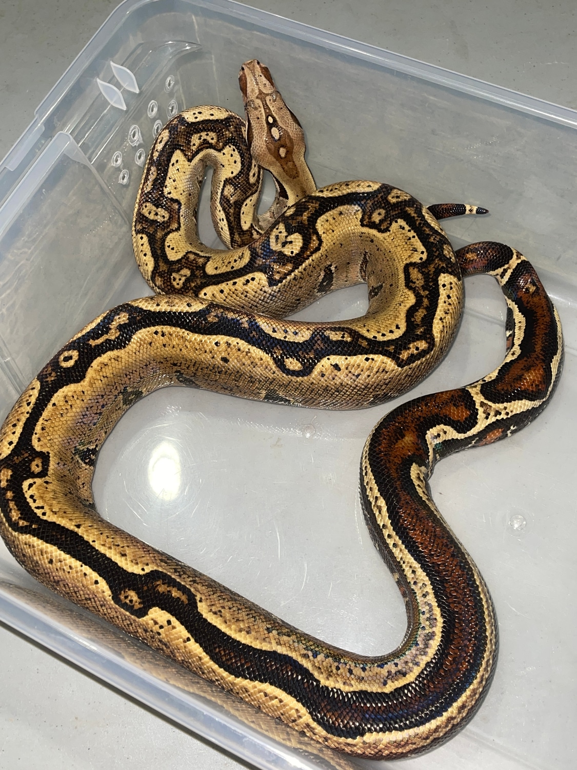 Jungle Het Blood 66% Kahl Boa Constrictor by Boas Abound - MorphMarket