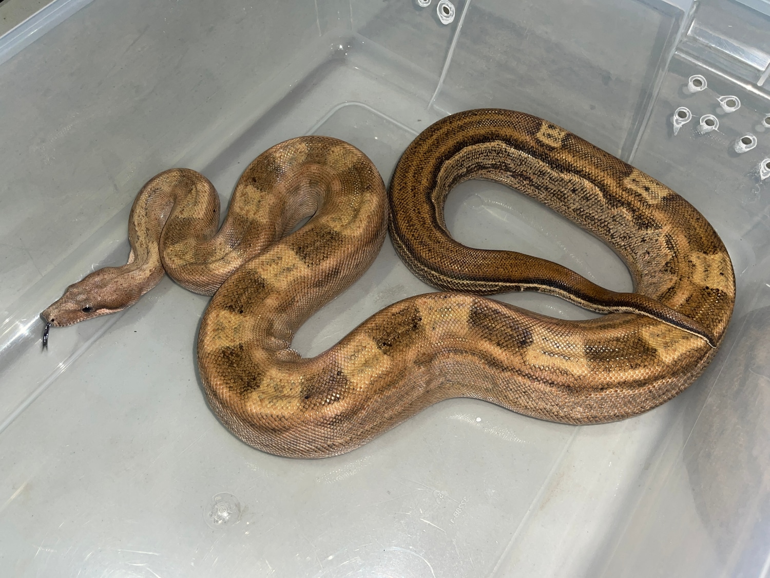Aztec Motley 66% Het VPI Boa Constrictor by Boas Abound - MorphMarket