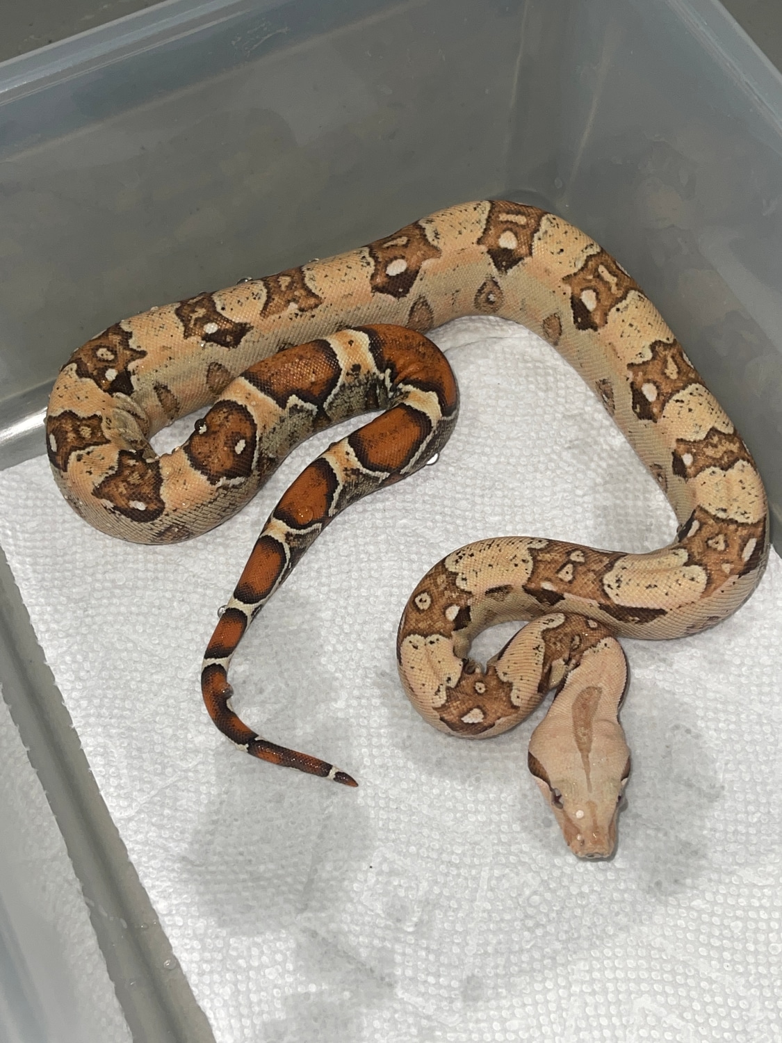 Redrum Gamma Green VPI Boa Constrictor by Boas Abound - MorphMarket