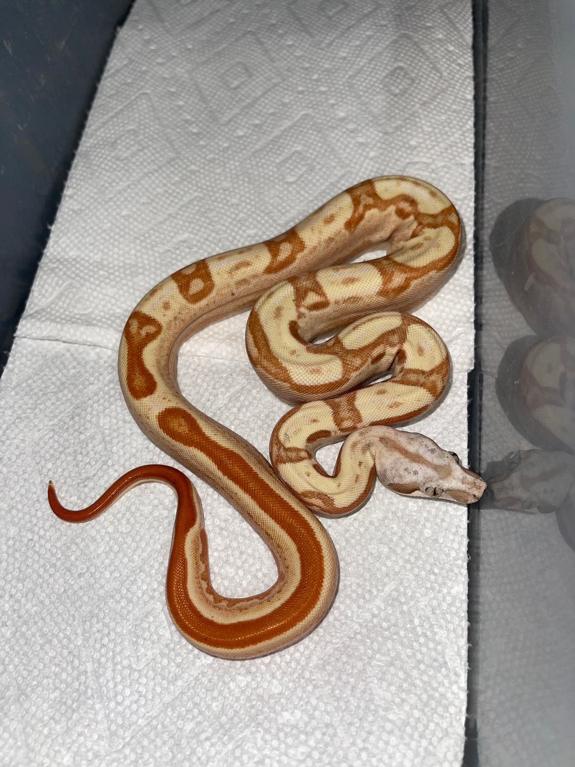 VPI Sunglow Motley Jungle Boa Constrictor by Boas Abound - MorphMarket