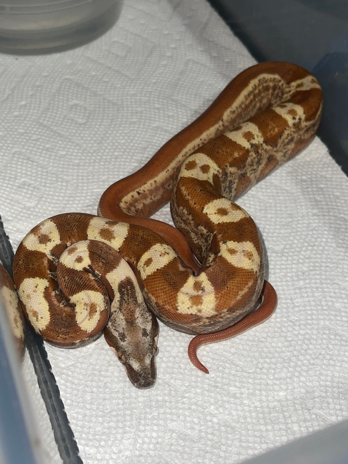 IMG VPI Sunglow Motley Jungle Boa Constrictor by Boas Abound - MorphMarket