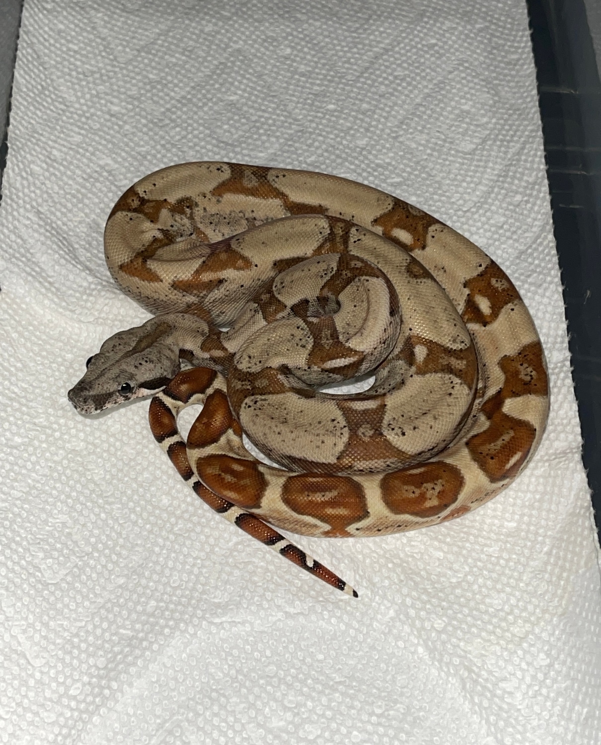 Hypo Jungle 66% Het VPI Boa Constrictor by Boas Abound - MorphMarket