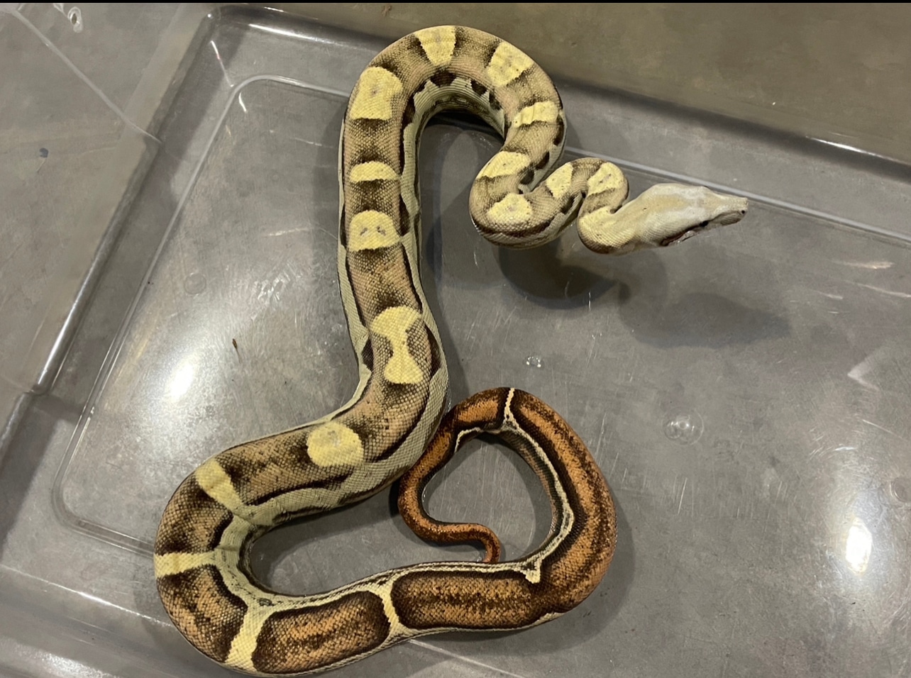 Pink Panther VPI Motley Jungle Boa Constrictor by Boas Abound - MorphMarket
