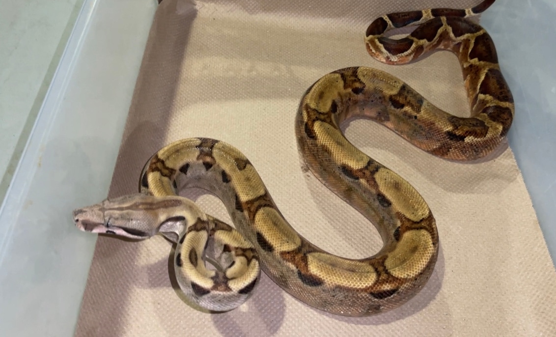 Hypo Dh Red Dragon Boa Constrictor by Boas Abound - MorphMarket